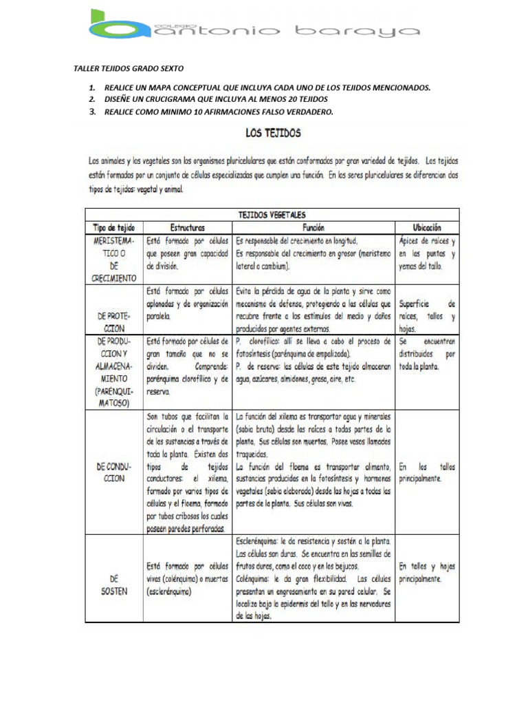Actividades de Tejidos para Sexto Grado | PDF