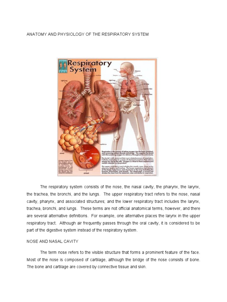 Anatomy and Physiology of The Respiratory System | PDF | Nature ...