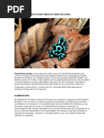 Rana Nodriza Niputidea (Allobates Niputidea) NaturaLista Colombia | PDF