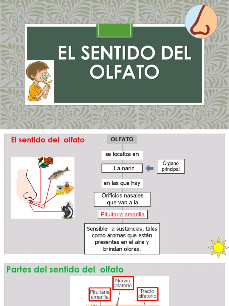 Sentido Del Olfato. | PDF
