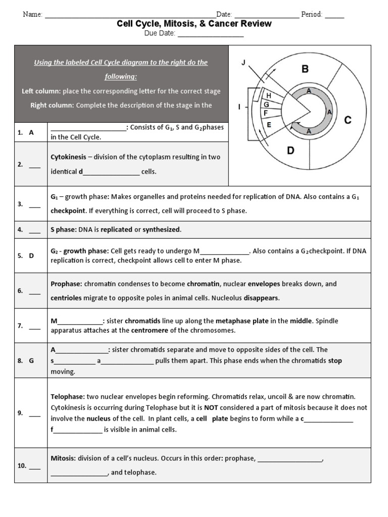 Cell Cycle and Mitosis Review Worksheet | PDF | Mitosis | Cell Cycle