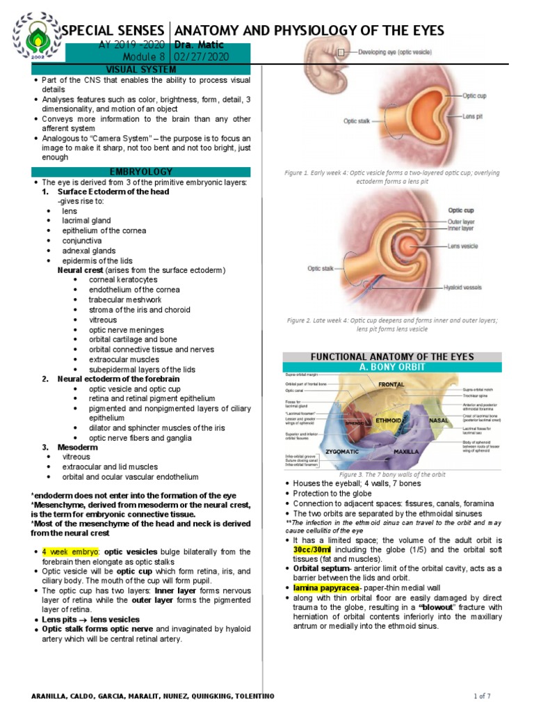 Special Senses Anatomy and Physiology of The Eyes: Dra. Matic | PDF ...