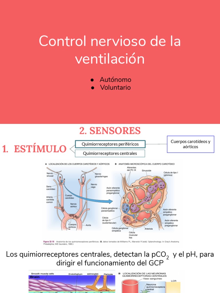 Control Nervioso | PDF | Tos | Pulmón
