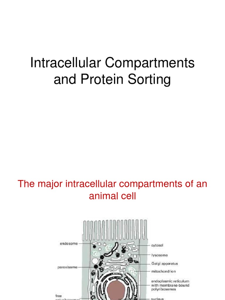 Intracellular Compartments and Protein Sorting | PDF | Protein ...