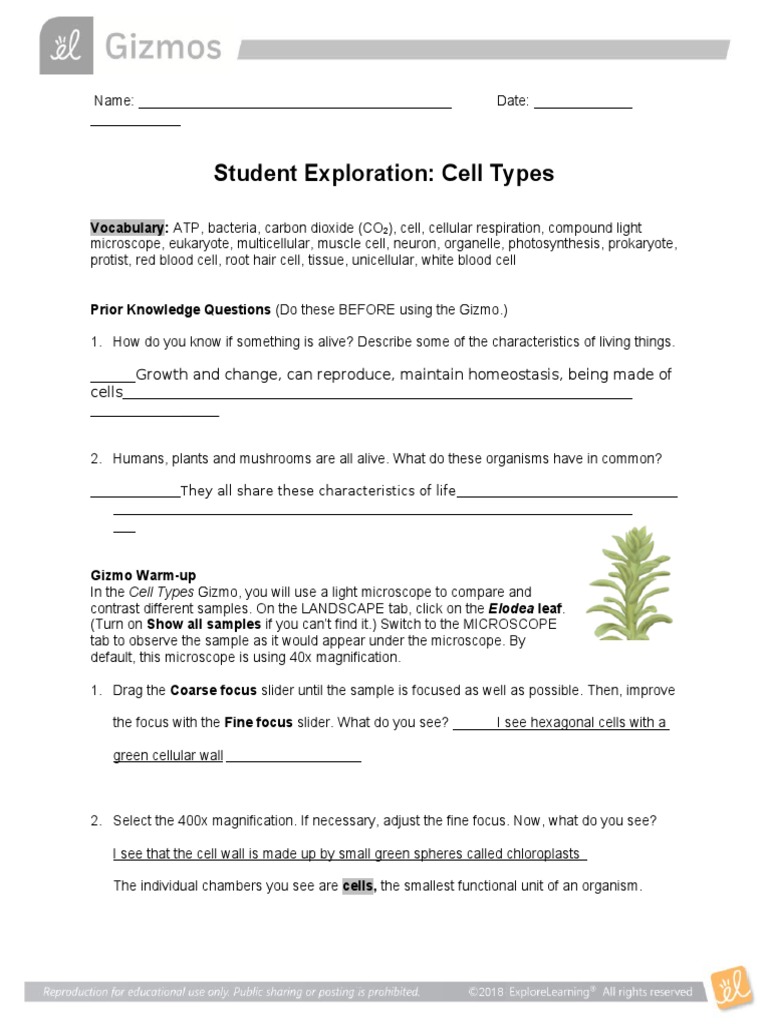 Student Exploration: Cell Types: Vocabulary: ATP, Bacteria, Carbon ...