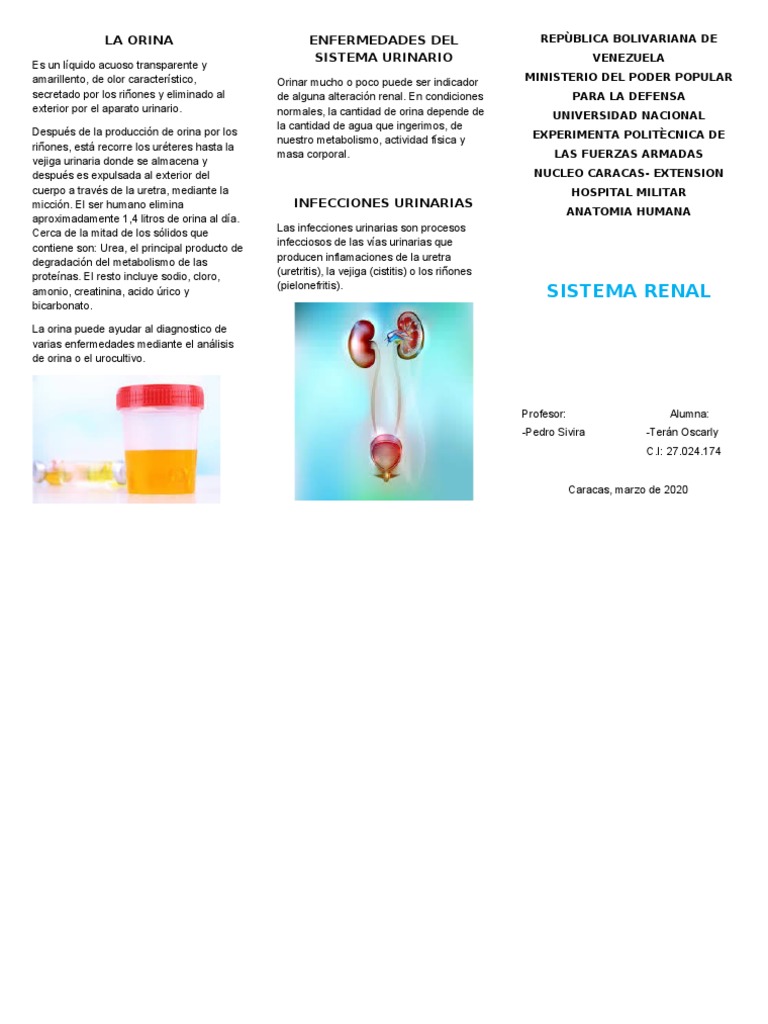 Triptico Sistema Renal | PDF | Orina | Sistema urinario