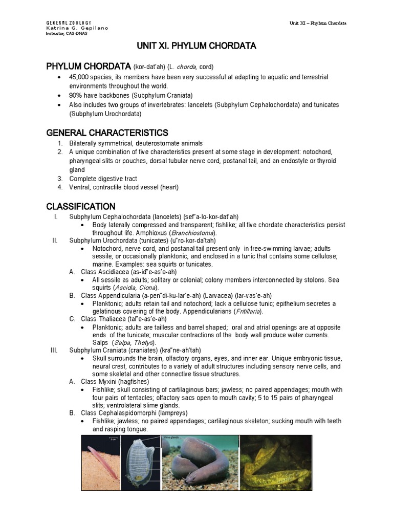 Unit Xi. Phylum Chordata Phylum Chordata | PDF | Fish | Chordates