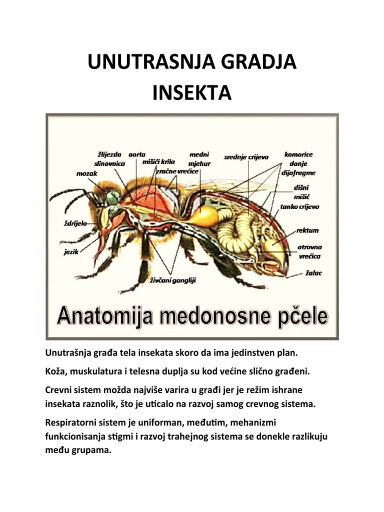 Unutrasnja Gradja Insekta 2 | PDF