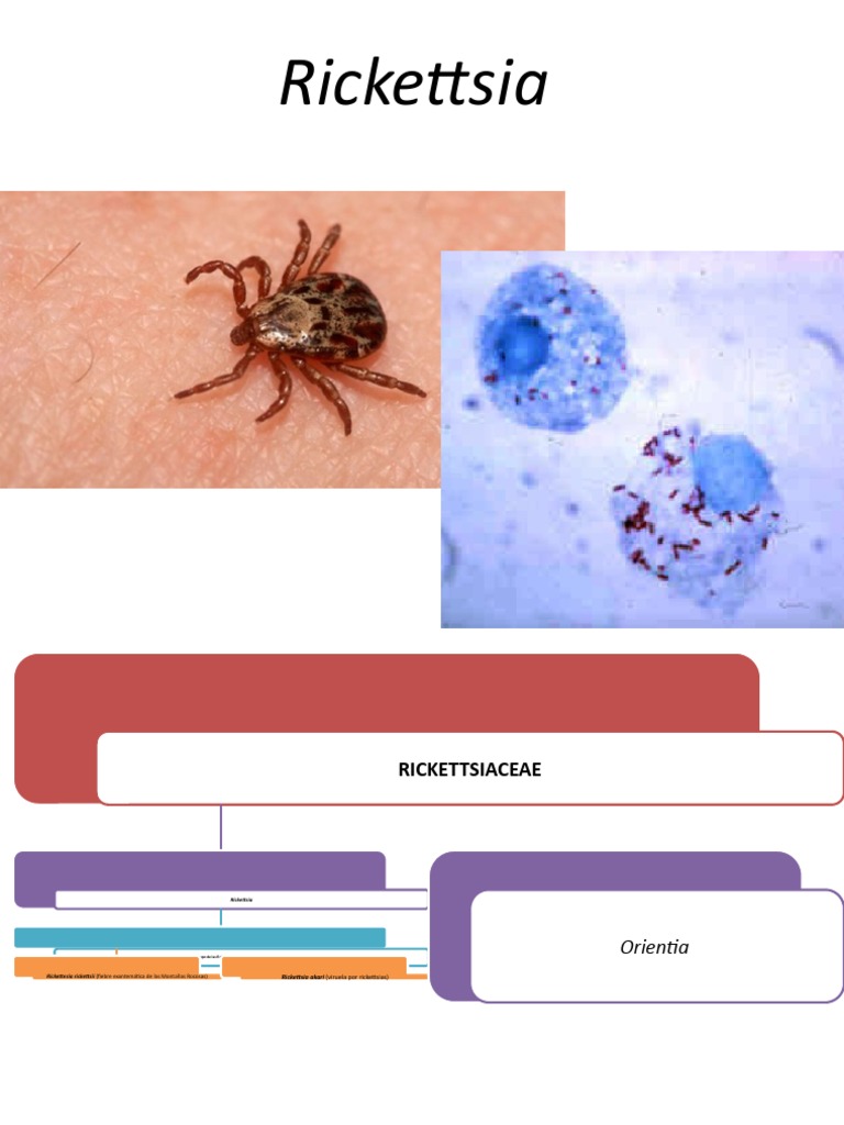 Rickettsia | PDF | Epidemiología | Biología