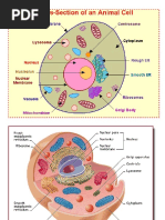 Cells Cheat Sheet | PDF | Cell (Biology) | Endoplasmic Reticulum