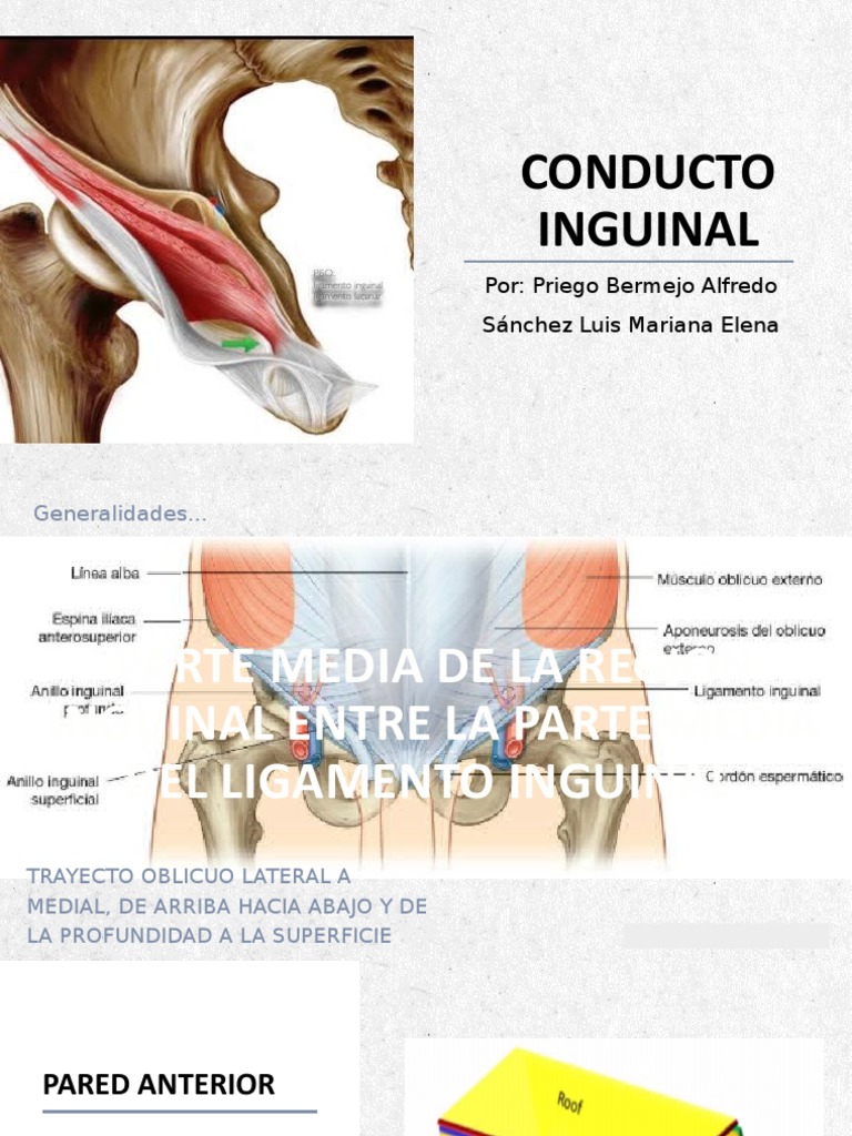 Anatomía del Conducto Inguinal | PDF | Abdomen | Sistema musculoesquelético