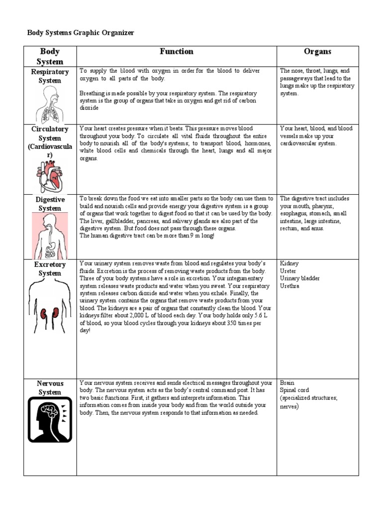 Body System Graphic Organizer With Answers 1pxx04b | PDF | Human Body ...