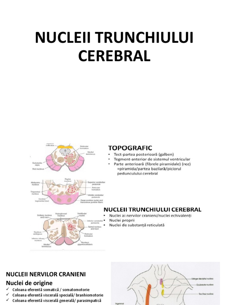 Nucleii Trunchiului Cerebral | PDF