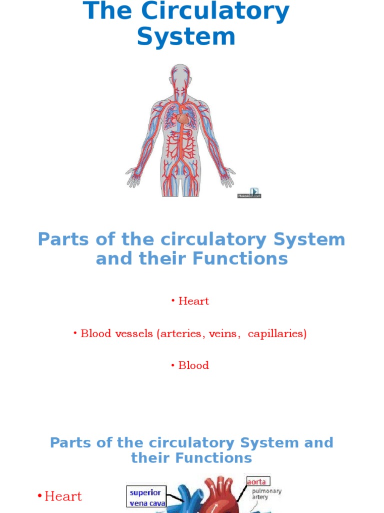 Circulatory System Parts and Functions | PDF | Blood | Blood Vessel