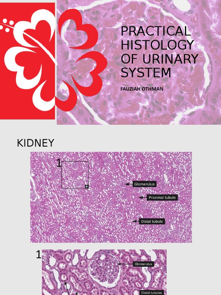 Practical Histology of Urinary System | PDF