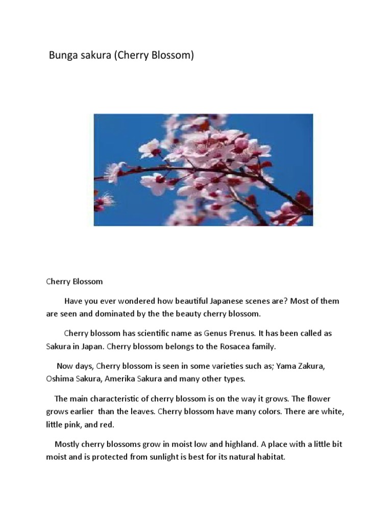 Bunga Sakura (Cherry Blossom) | PDF