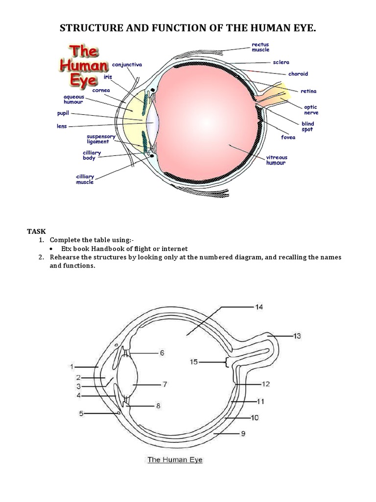 Eye Structure and Function | PDF