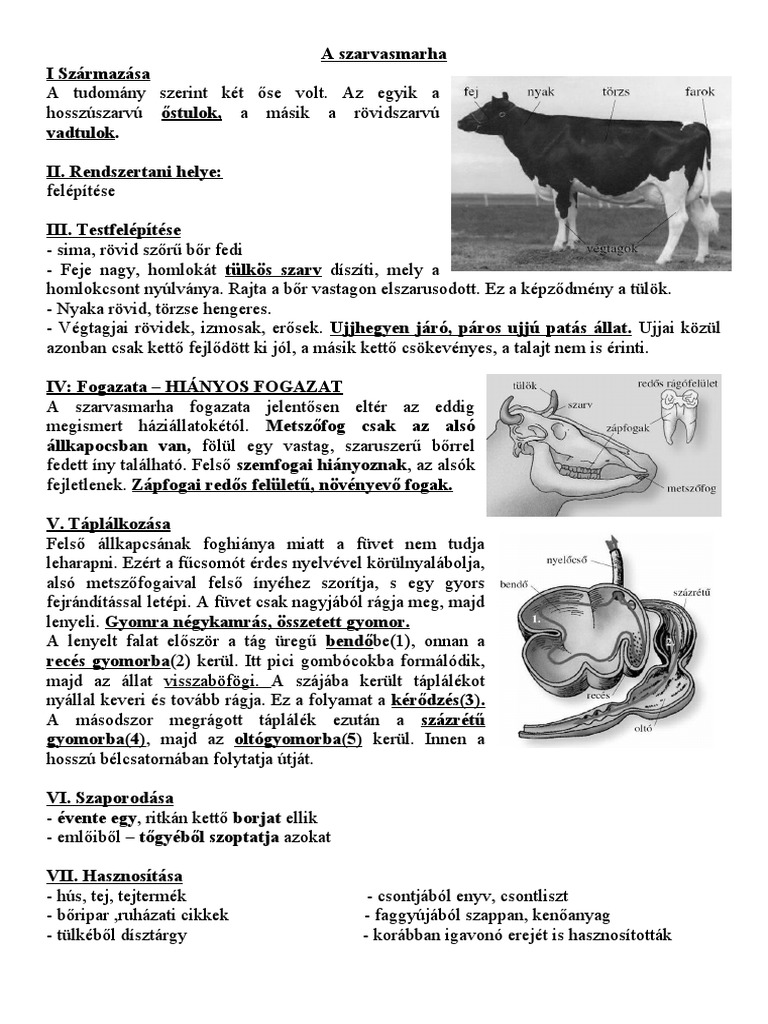 A Szarvasmarha Vázlat 2020.04.06. | PDF