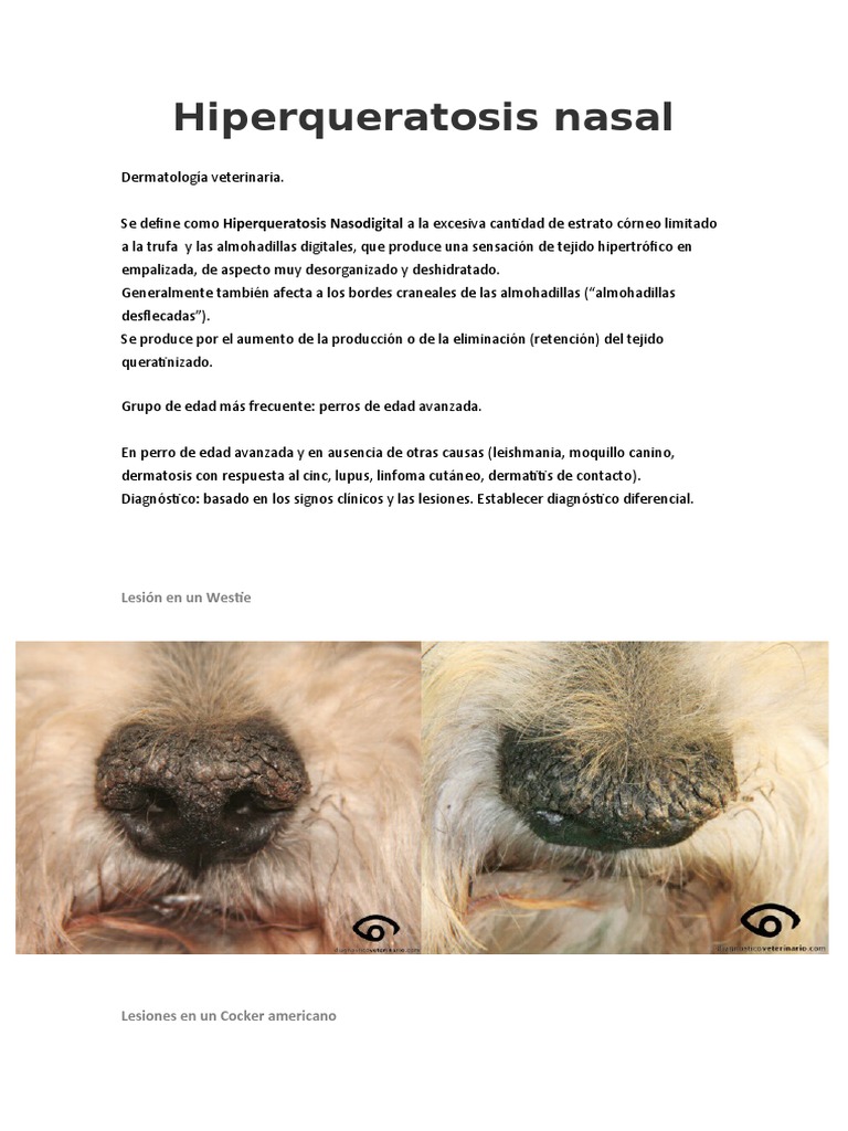 Hiperqueratosis nasal en perros | PDF | Hogar, jardinería y bricolaje