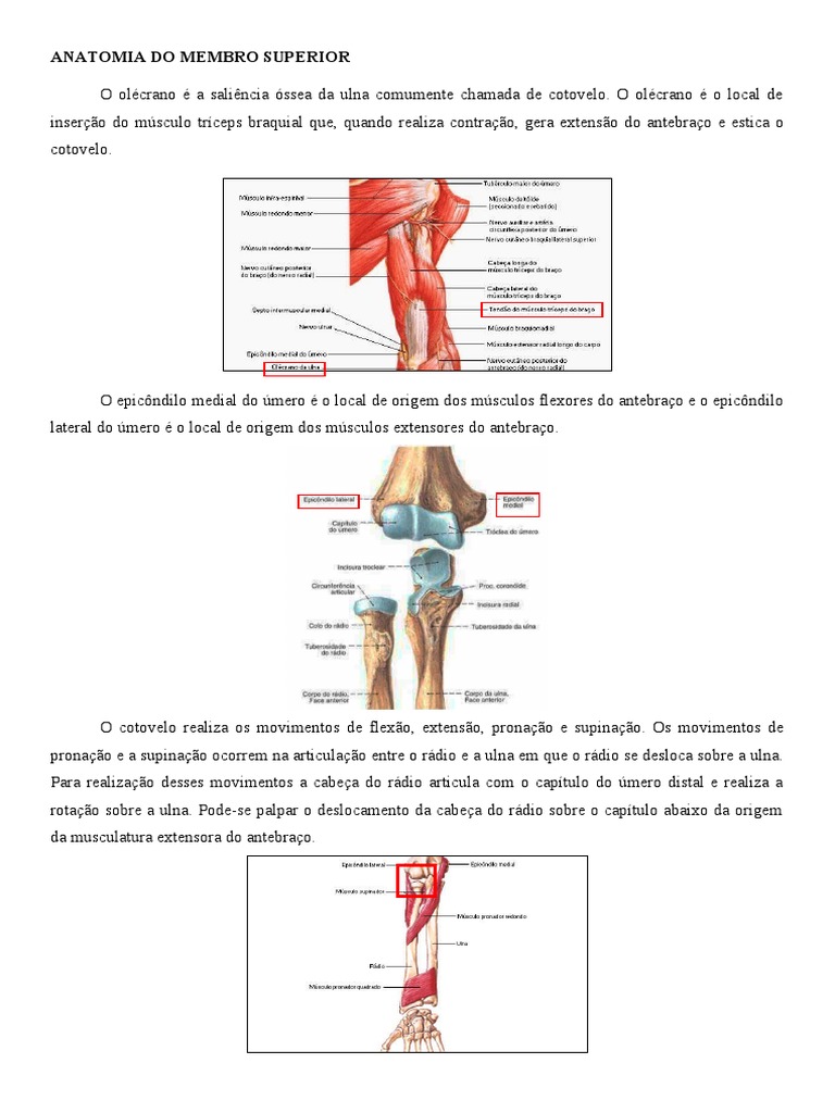 Anatomia detalhada do membro superior: estruturas ósseas, articulações ...