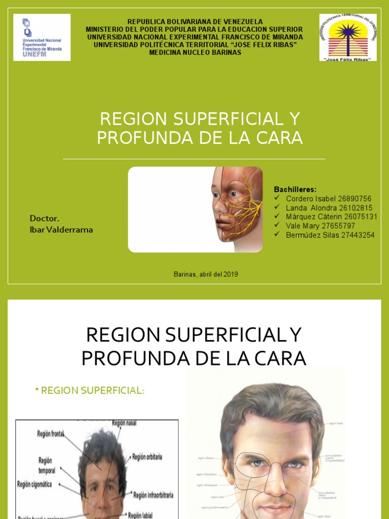 Tema IV Region Superficial y Profunda de La Cara | Descargar gratis PDF ...