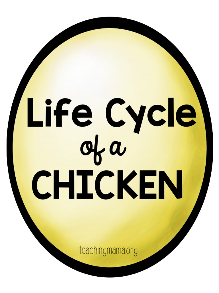 Chicken Life Cycle Posters | PDF