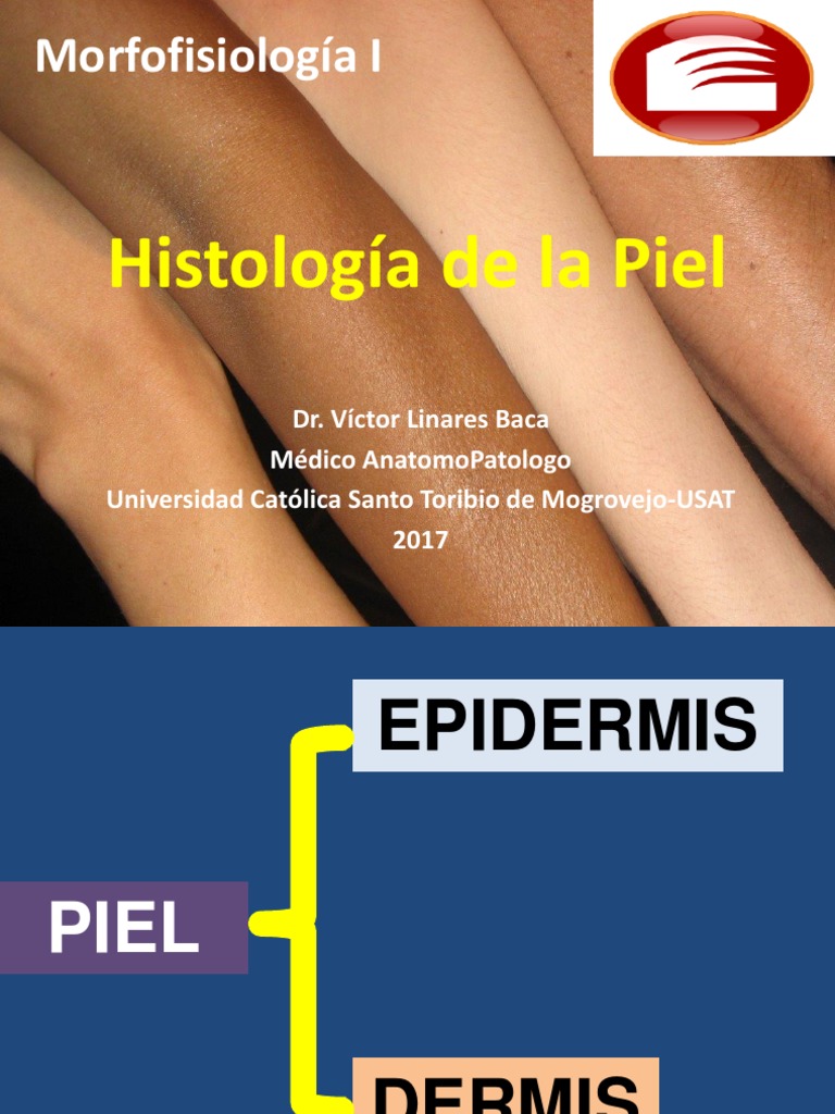 Histologia de La Piel | PDF | Epidermis | Piel