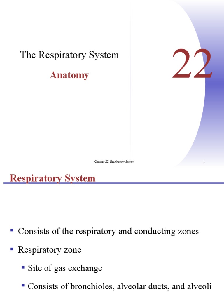 The Respiratory System: Anatomy | PDF | Respiratory Tract | Lung