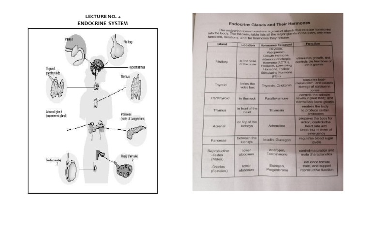LECTURE NO 2 - Endocrine System | PDF
