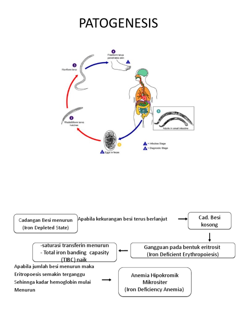 PATOGENESIS Anemia | PDF