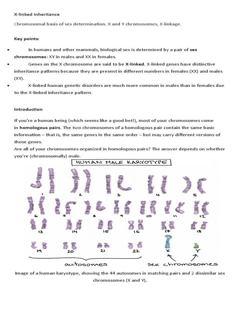 Key Points:: Chromosomal Basis of Sex Determination. X and Y ...