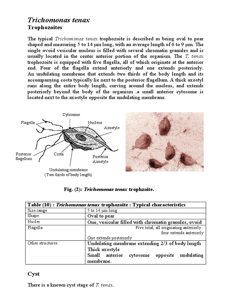 Trichomonas Tenax: Trophozoites | PDF | Diseases And Disorders | Organisms