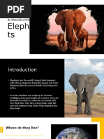 Elephants: Species, Behavior, and Habitat | PDF | Elephant