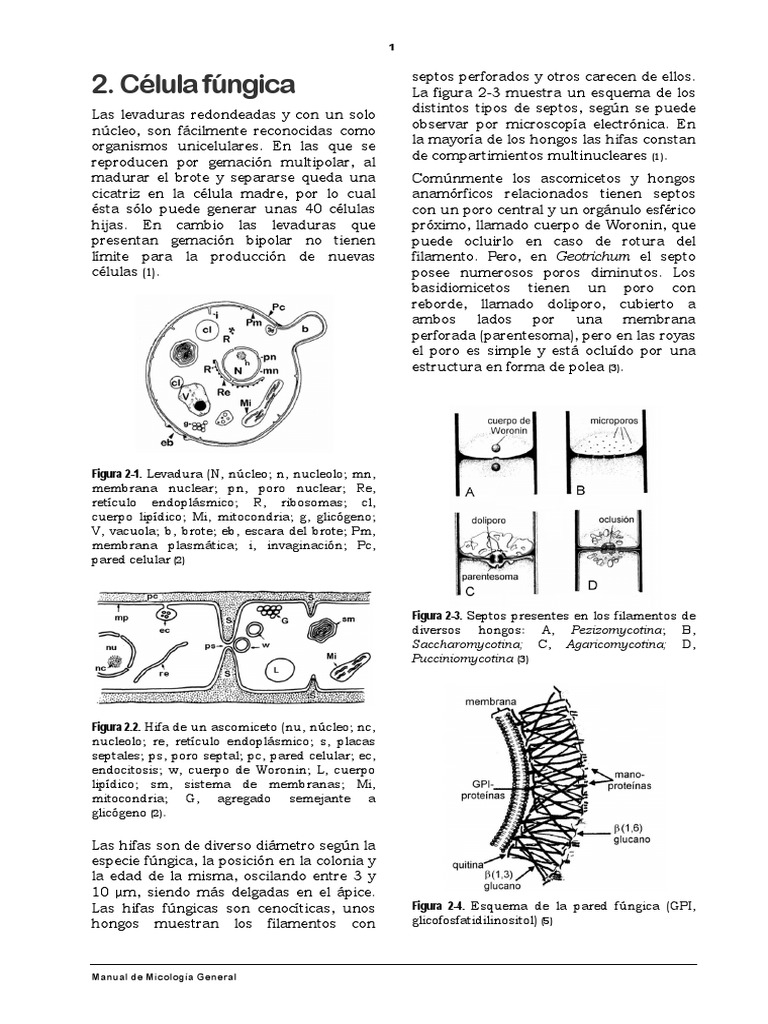 Fungi | PDF | Hongo | Citoplasma