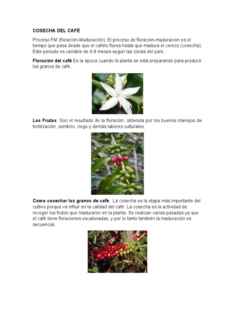 Cosecha Del Café | PDF | café | Industria de alimentos