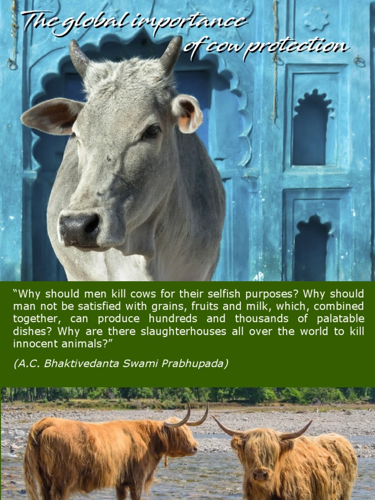 The Global Importance of Cow Protection | PDF | Milk | Cattle