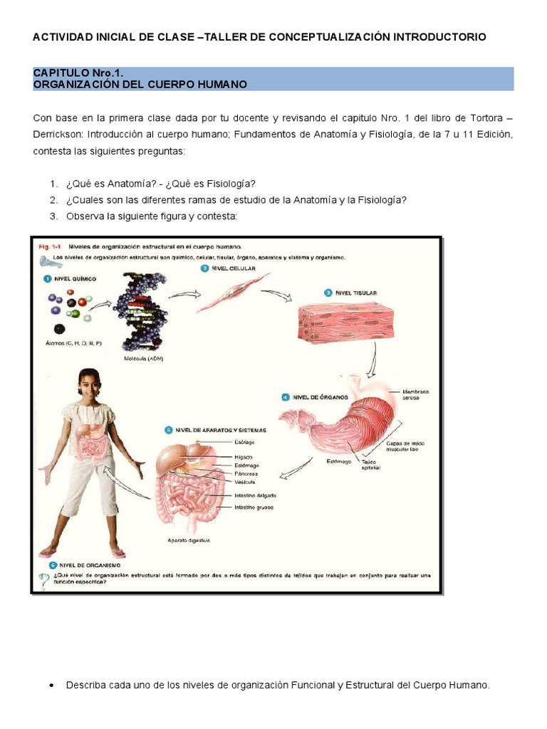 Introduccion Al Cuerpo Humano 1 Pdf