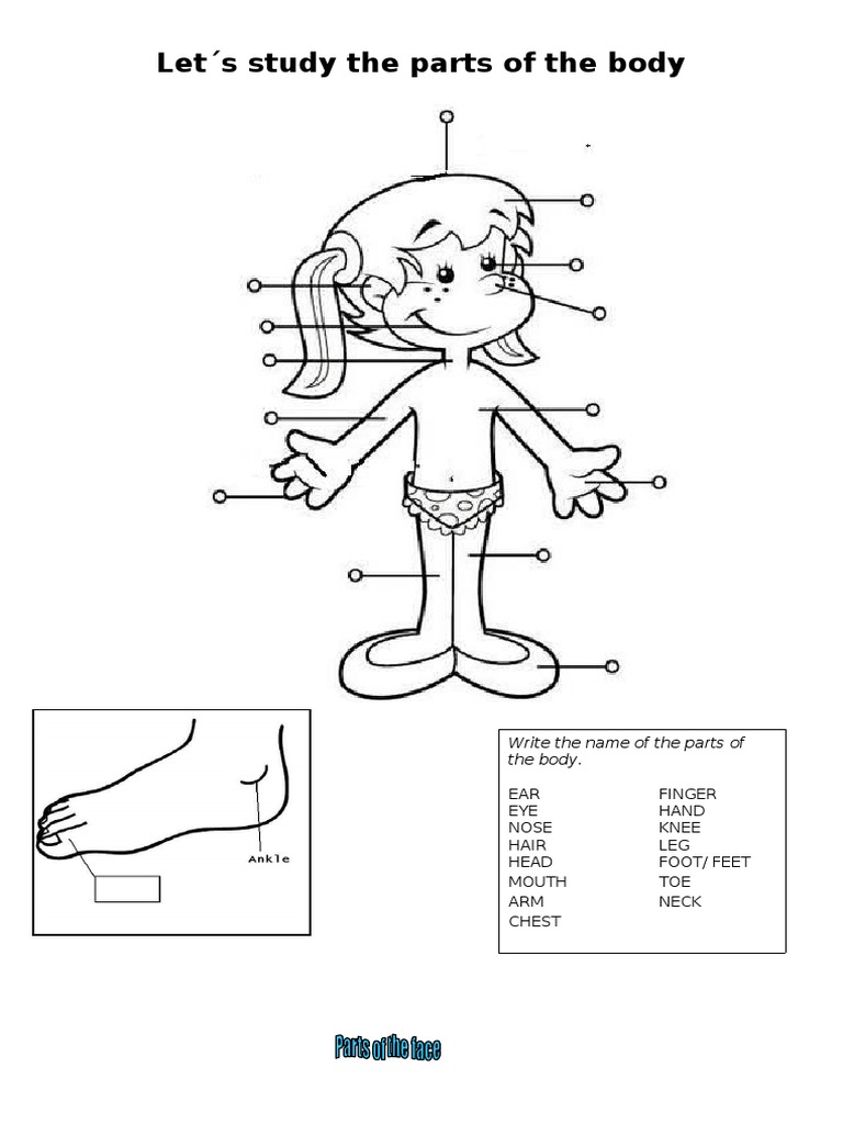 Let S Study The Parts of The Body | PDF