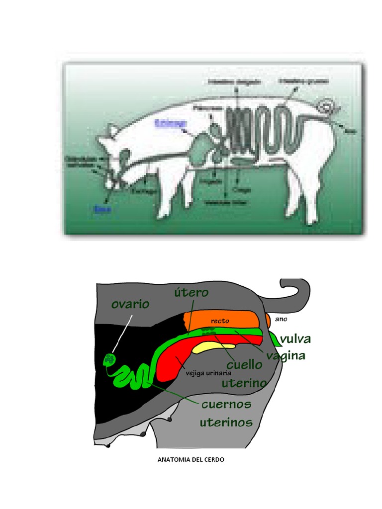 Anatomia Del Cerdo | PDF