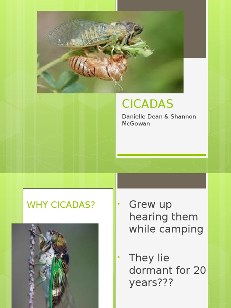 Cicadas: Life Cycle and Features Explained | PDF