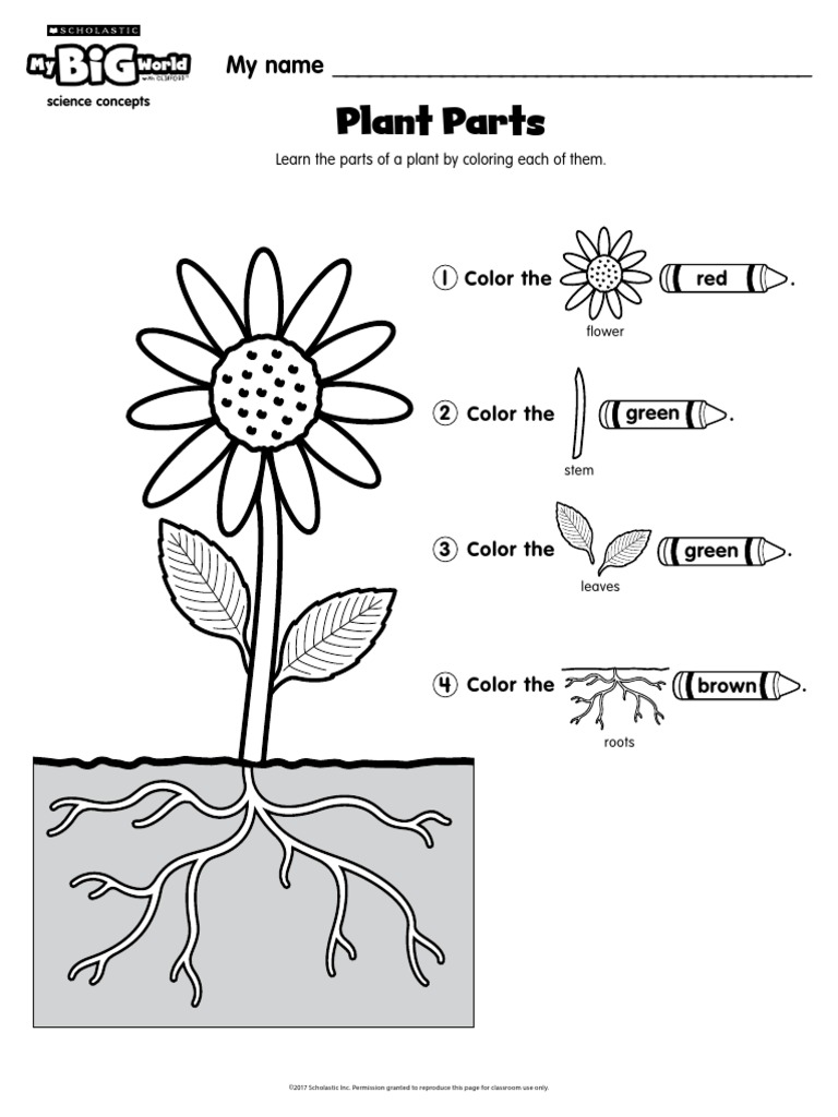 Plant Parts | PDF