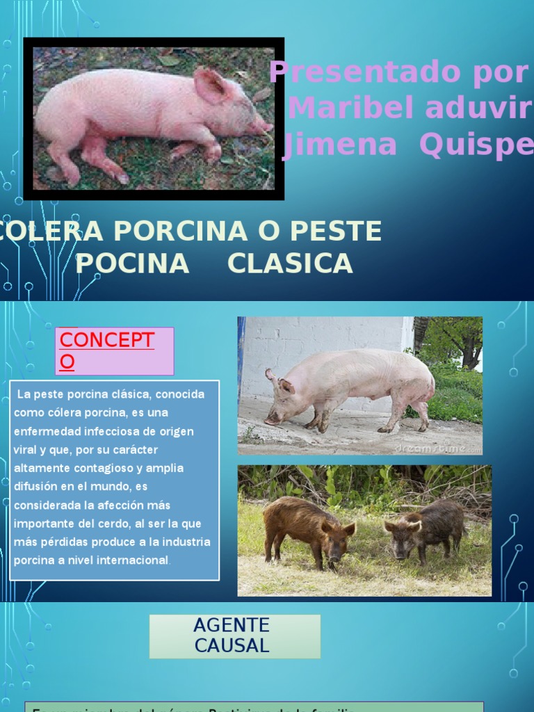 Cólera Porcina: Síntomas y Prevención | PDF | Salud y bienestar