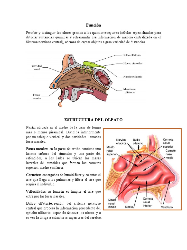 Sentido Del Olfato, Funcion y Anatomia | PDF | Olfato | Sistema nervioso
