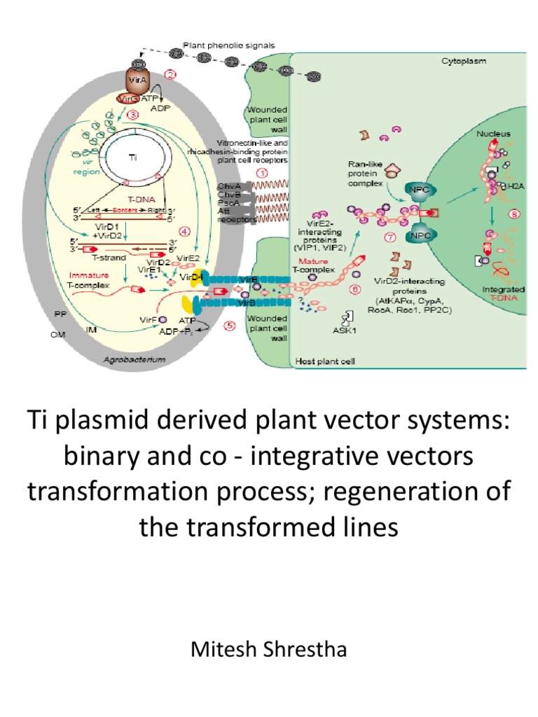 Binary and Co Integrative Vectors | PDF | Plasmid | Transformation ...