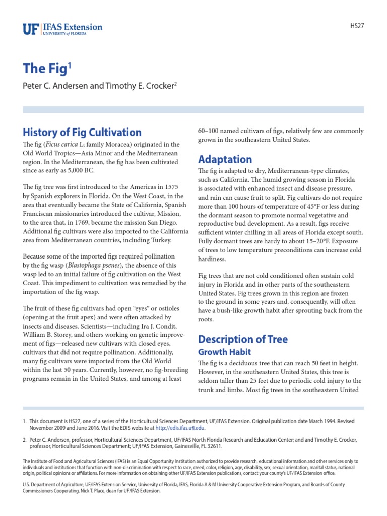 The Fig: History of Fig Cultivation Adaptation | PDF | Ficus | Common Fig