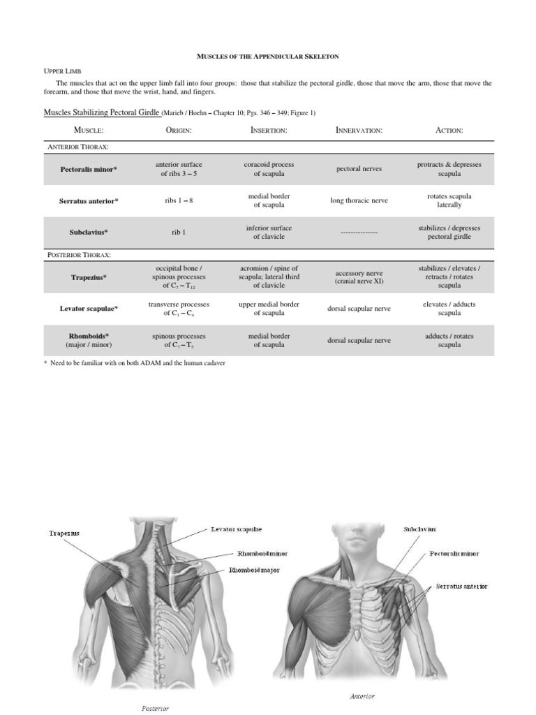Appendicular Body - Muscles (Upper Limb) PDF | PDF | Thumb | Finger
