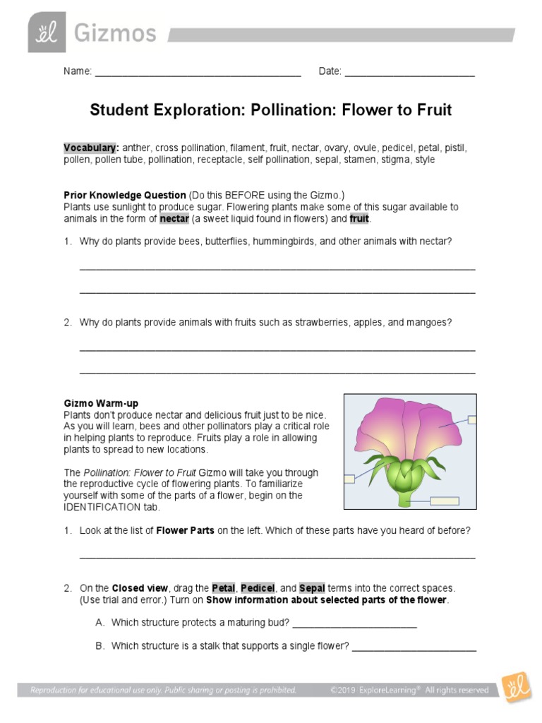 Flower Pollination: From Flower to Fruit | PDF | Flowers | Pollination