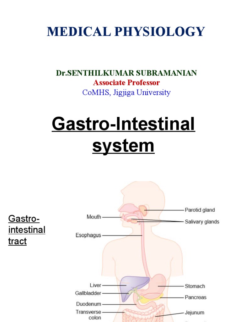 Medical Physiology: Gastro-Intestinal System | PDF | Stomach | Pancreas
