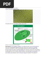 Chloroplast Labelled A Level Diagram | PDF | Chloroplast | Cell (Biology)
