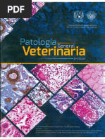Atlas Del Desarrollo Embrionario Del Perro Embriologia - Compress | PDF ...